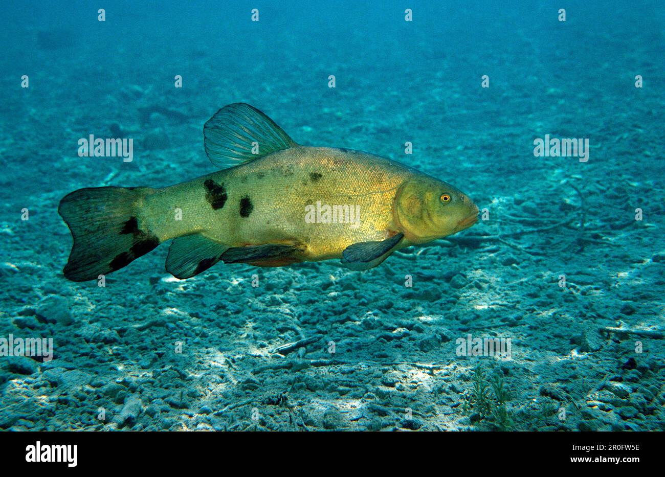 Tench, Tinca Tinca, Germany, Starnberger See, Bavaria Stock Photo - Alamy