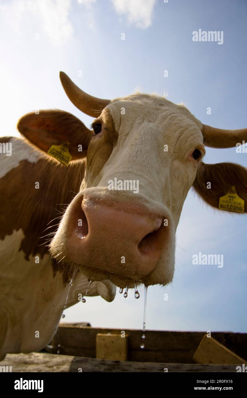 Close up of cow having a drink of water, Hohe Zwieselalm, Tennengebirge ...