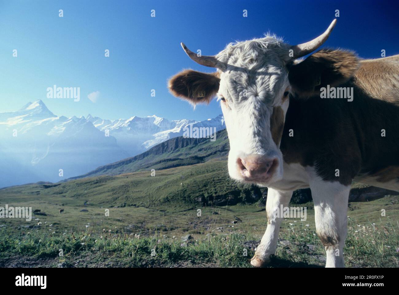 Cow in front of mountain scenery, First near Grindelwald, Bernese ...