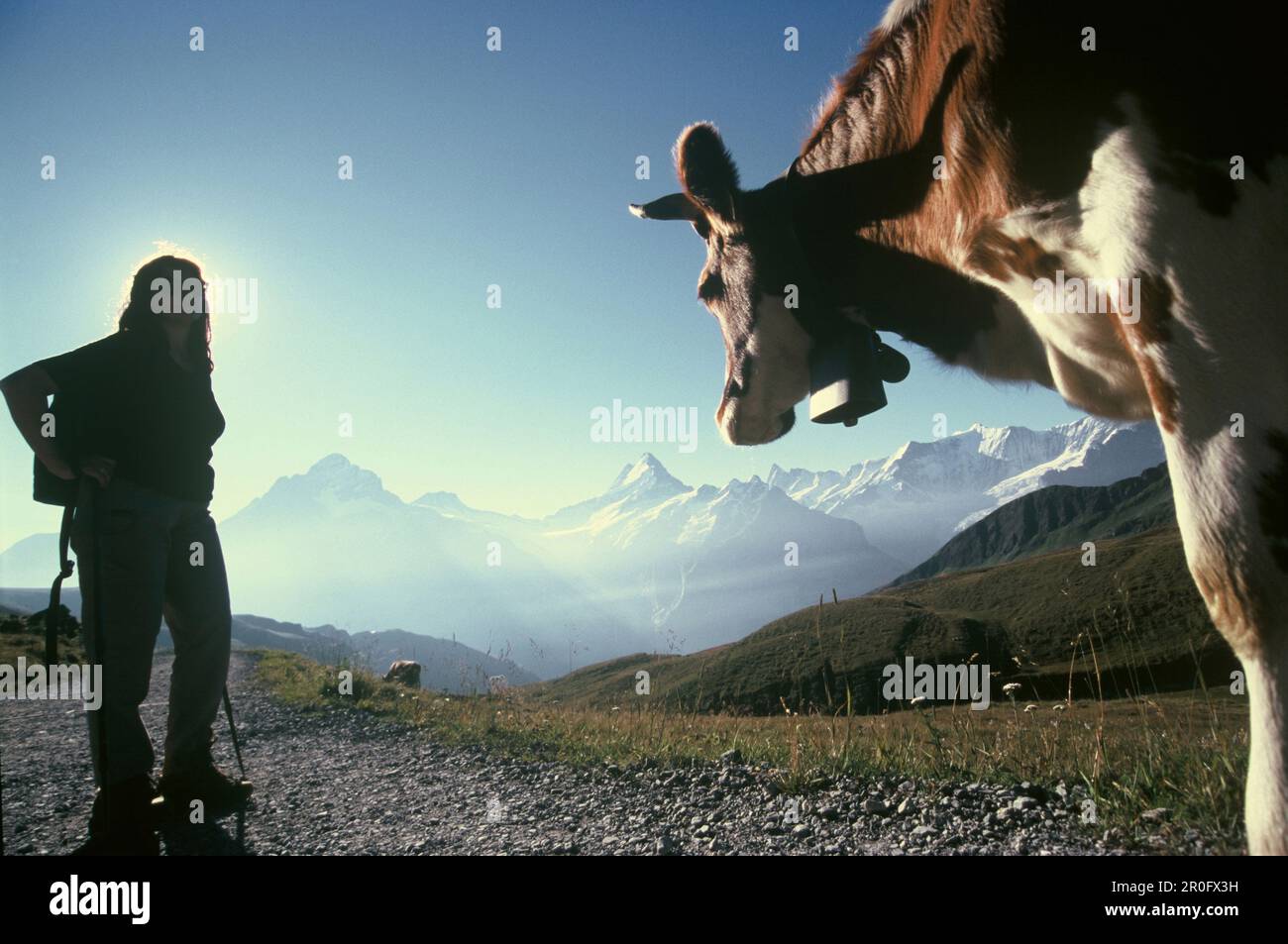 Woman hiking near First passing a cow, Grindelwald, Bernese Oberland ...