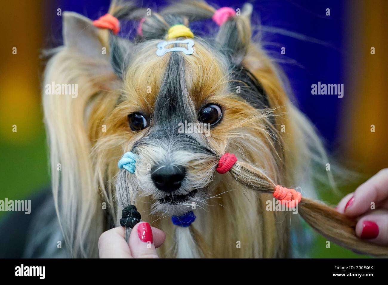 A Havanese is groomed at Arthur Ashe Stadium during the 147th ...