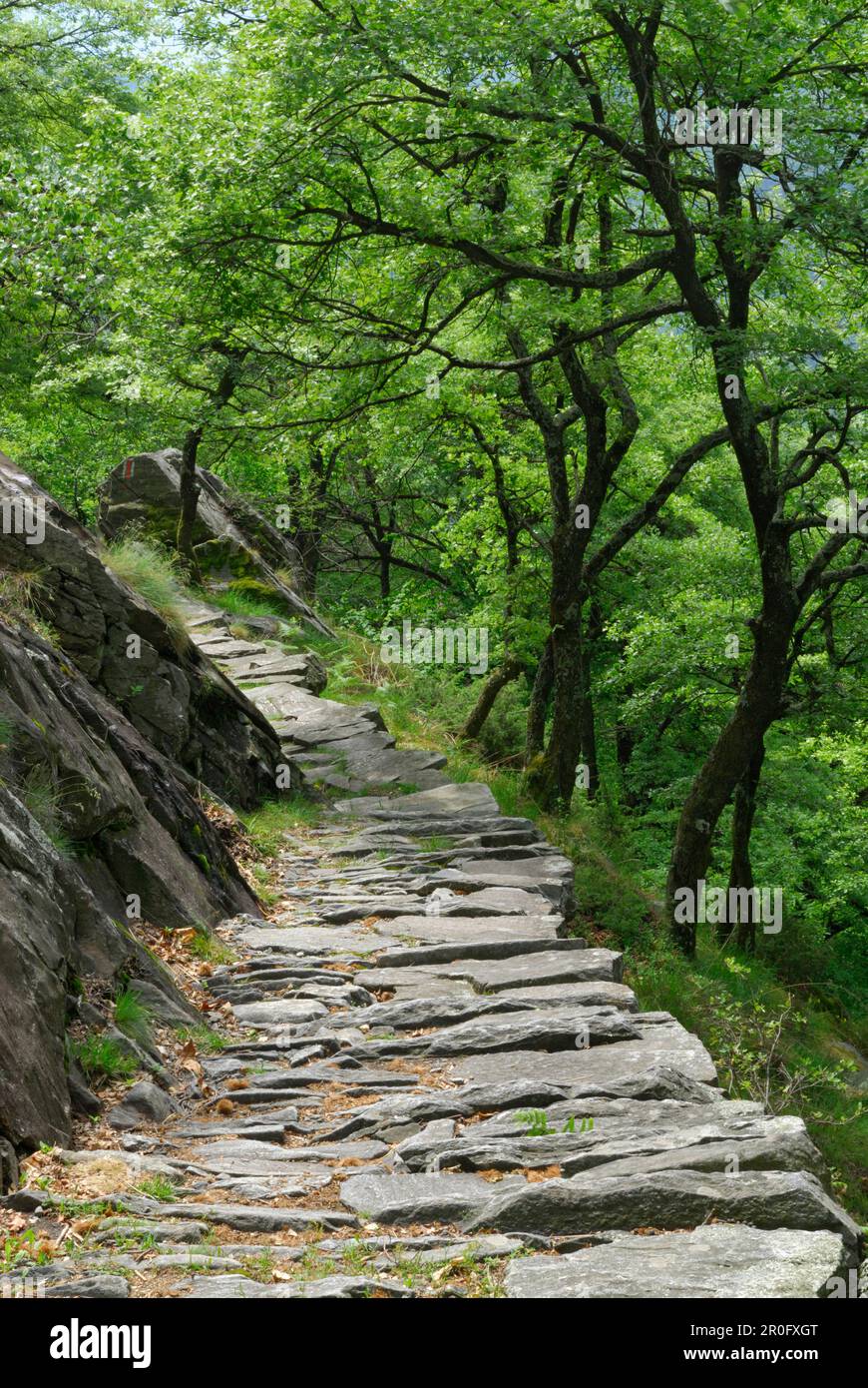 Cobbled path under deciduous trees, Ticino, Switzerland Stock Photo - Alamy