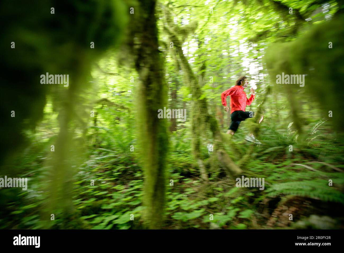 Runner, Man running through Forest near Rhododendron, from Mount Hood ...