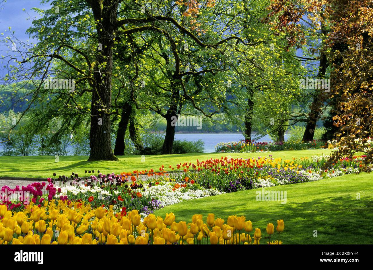 Tulips in palace garden, Mainau island, Lake Constance, Baden ...