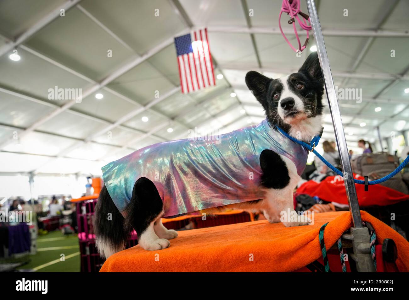 Jai Jai, a Cardigan Welsh Corgi, wears a fancy jacket while being ...