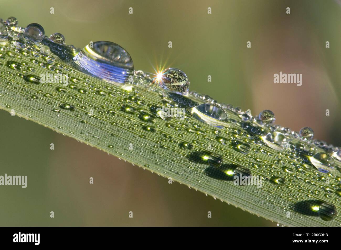 Reed with dew drops hi-res stock photography and images - Alamy