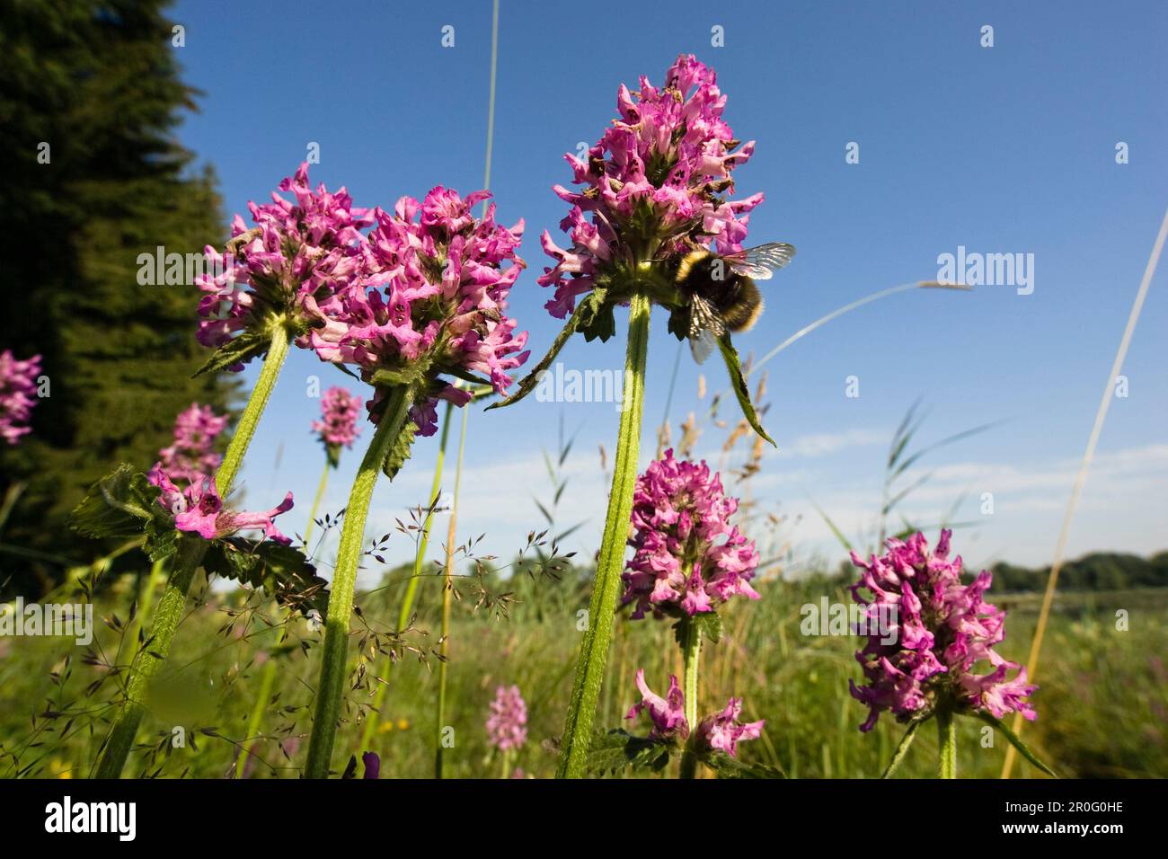 Betony flower with bumble bee, wildflowers in a meadow, Stachys ...