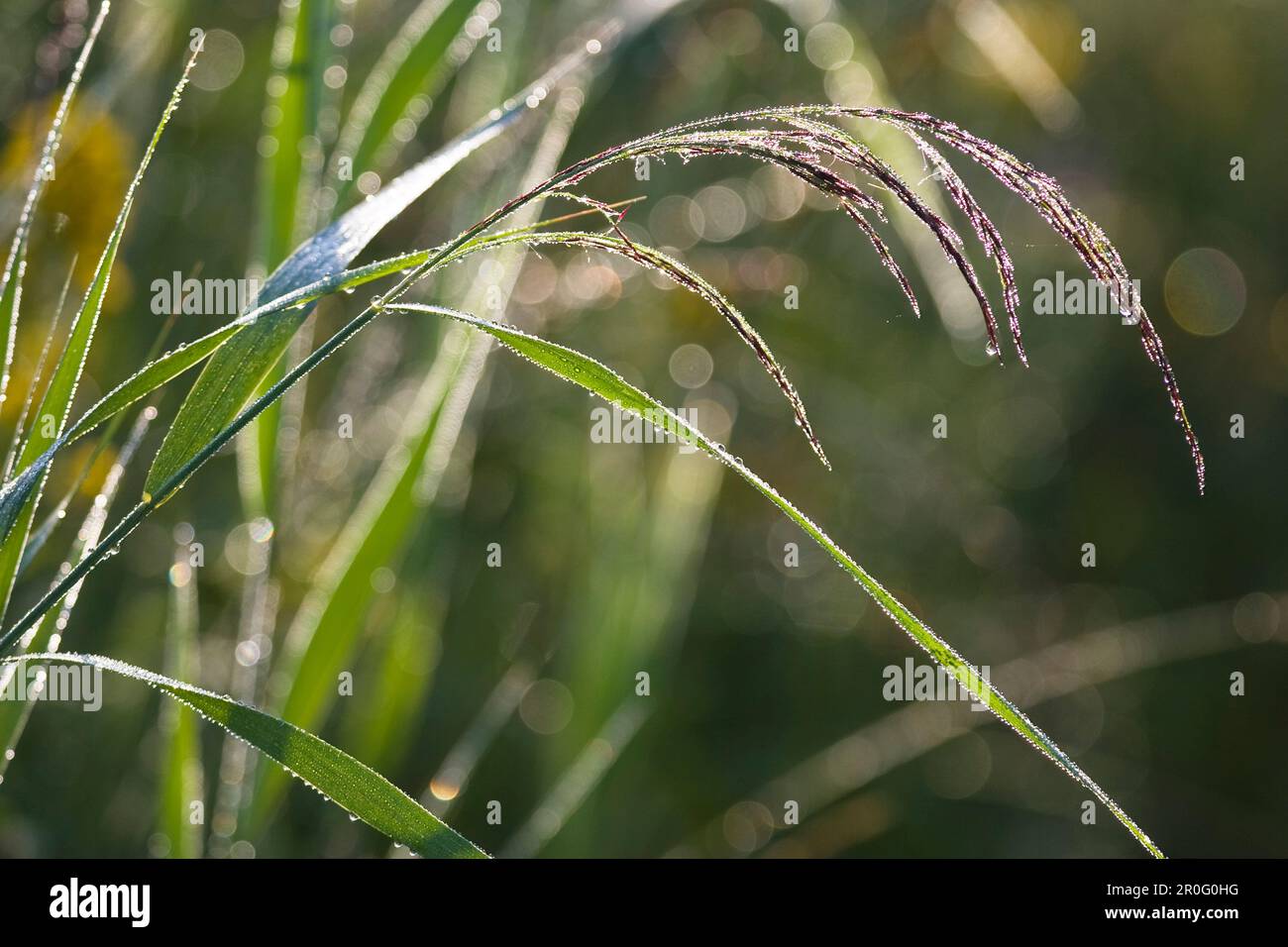 Reed with dew, Phragmites australis Stock Photo - Alamy