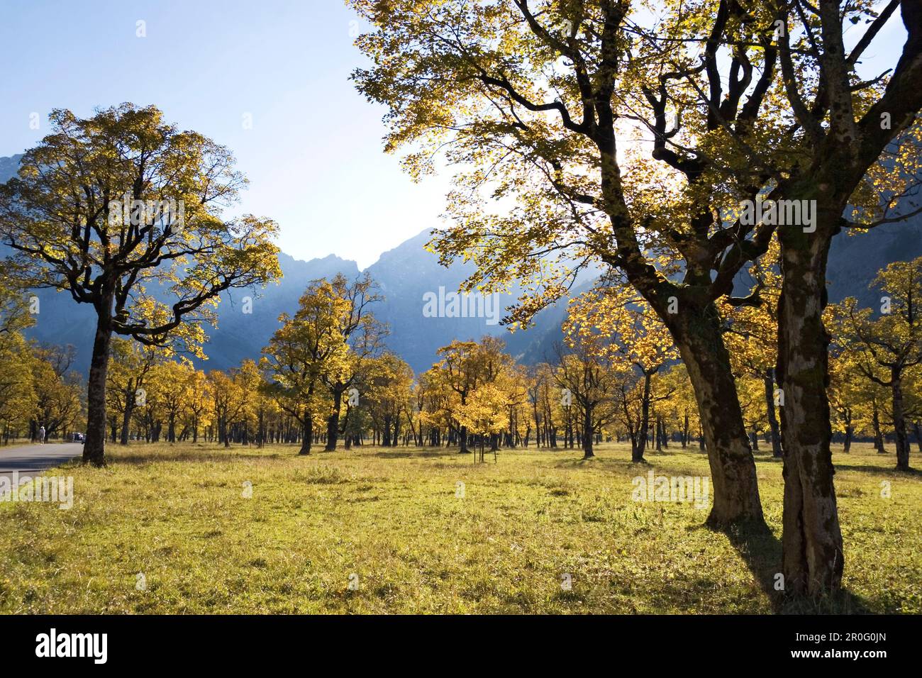 Autumn colours in the Eng, Maple, Acer pseudoplatanus, Grosser ...