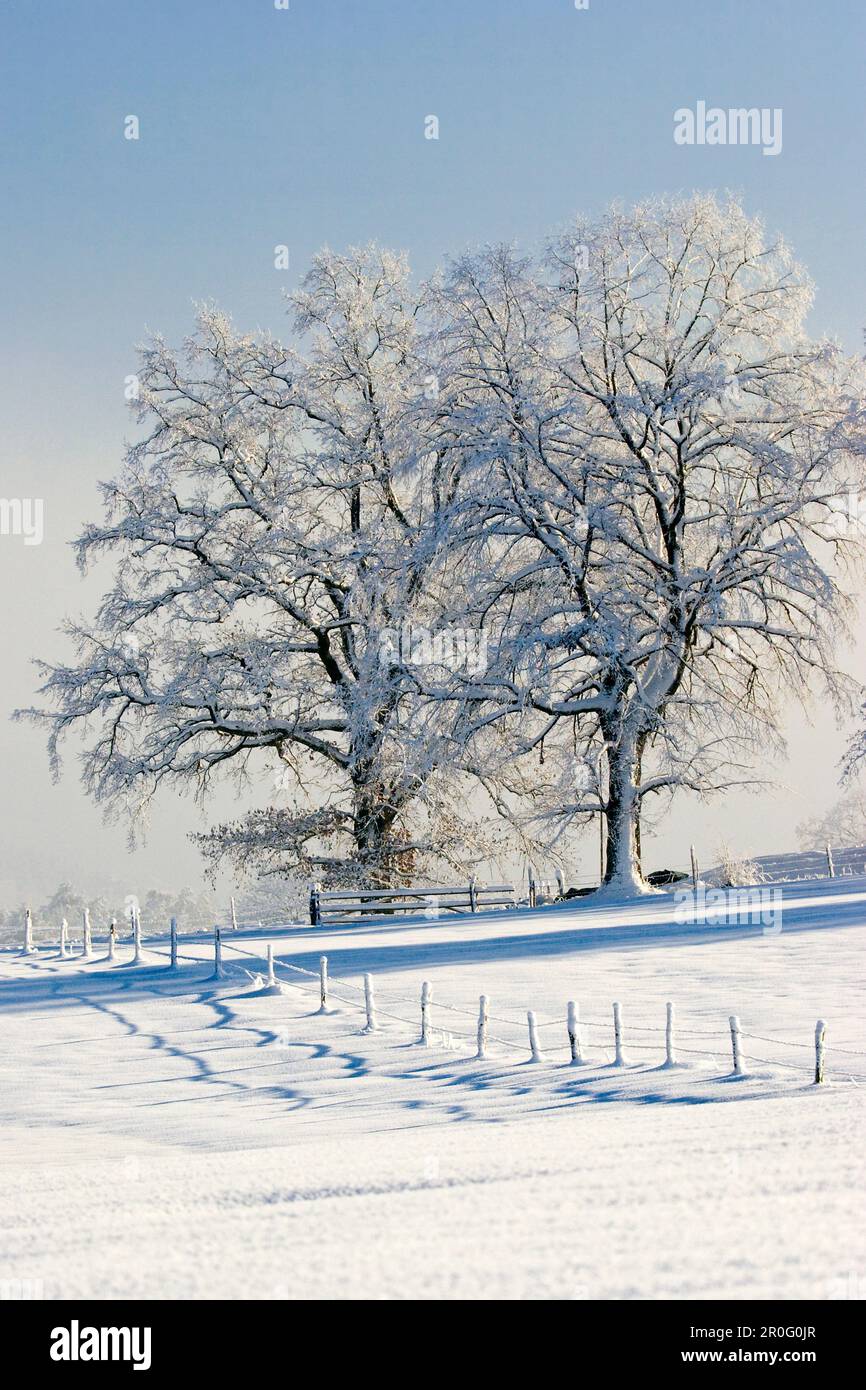Oak tree in snow hi-res stock photography and images - Alamy