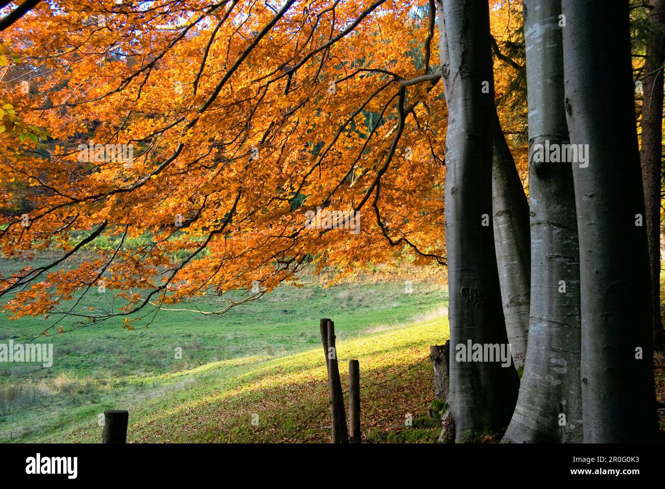 Autumn beech tree, beech tree with autumn foliage, Fagus sylvatica ...