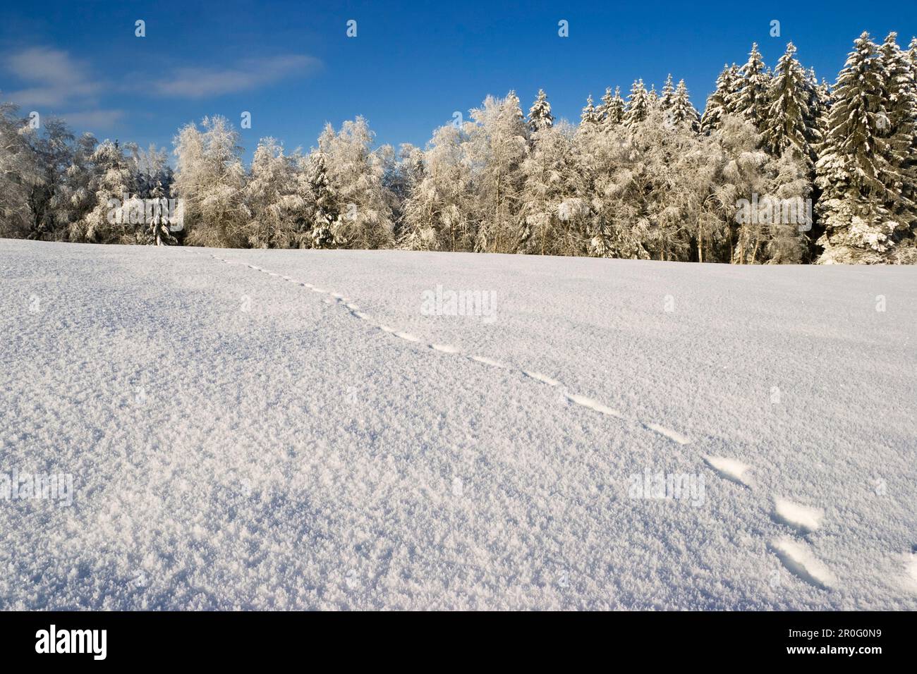 Winter landscape with animal tracks, Upper Bavaria, Germany Stock Photo ...