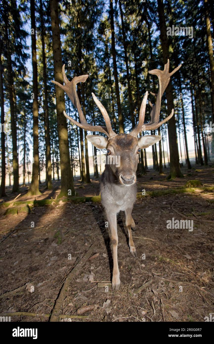 Male fallow deer close hi-res stock photography and images - Alamy