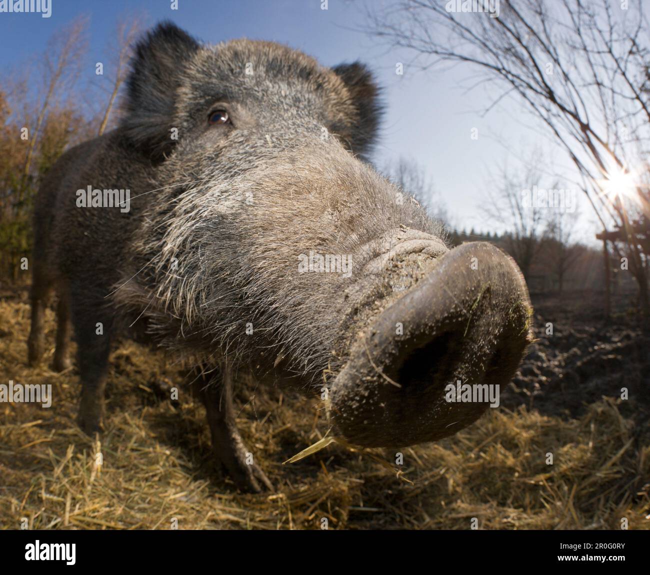 Side profile wild boar sus hi-res stock photography and images - Alamy
