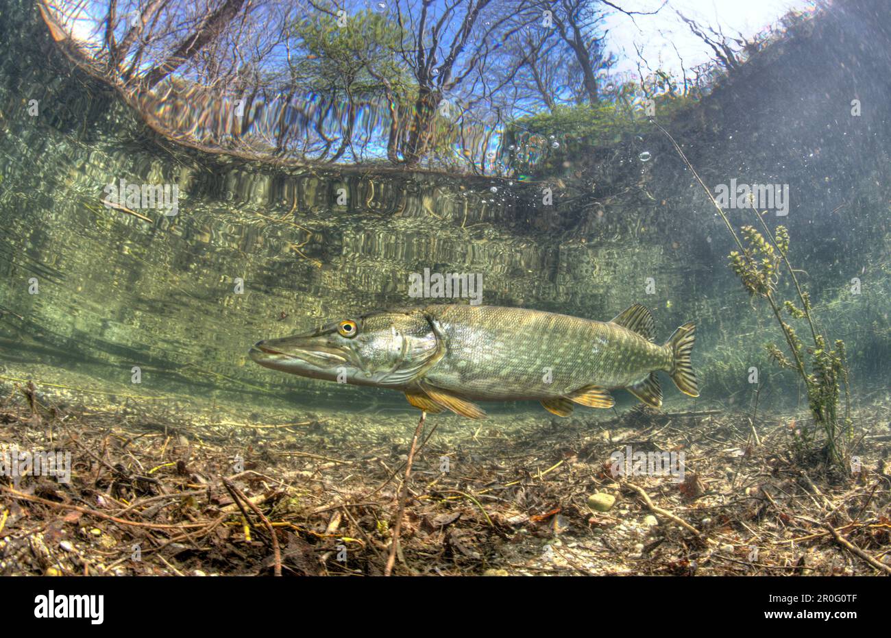 Northern Pike, Esox lucius, Germany, Echinger Weiher Lake, Munich ...