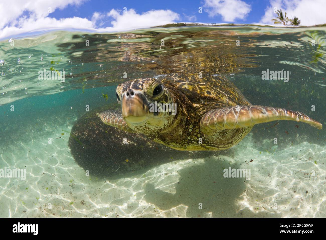 Turtle journeys hi-res stock photography and images - Alamy