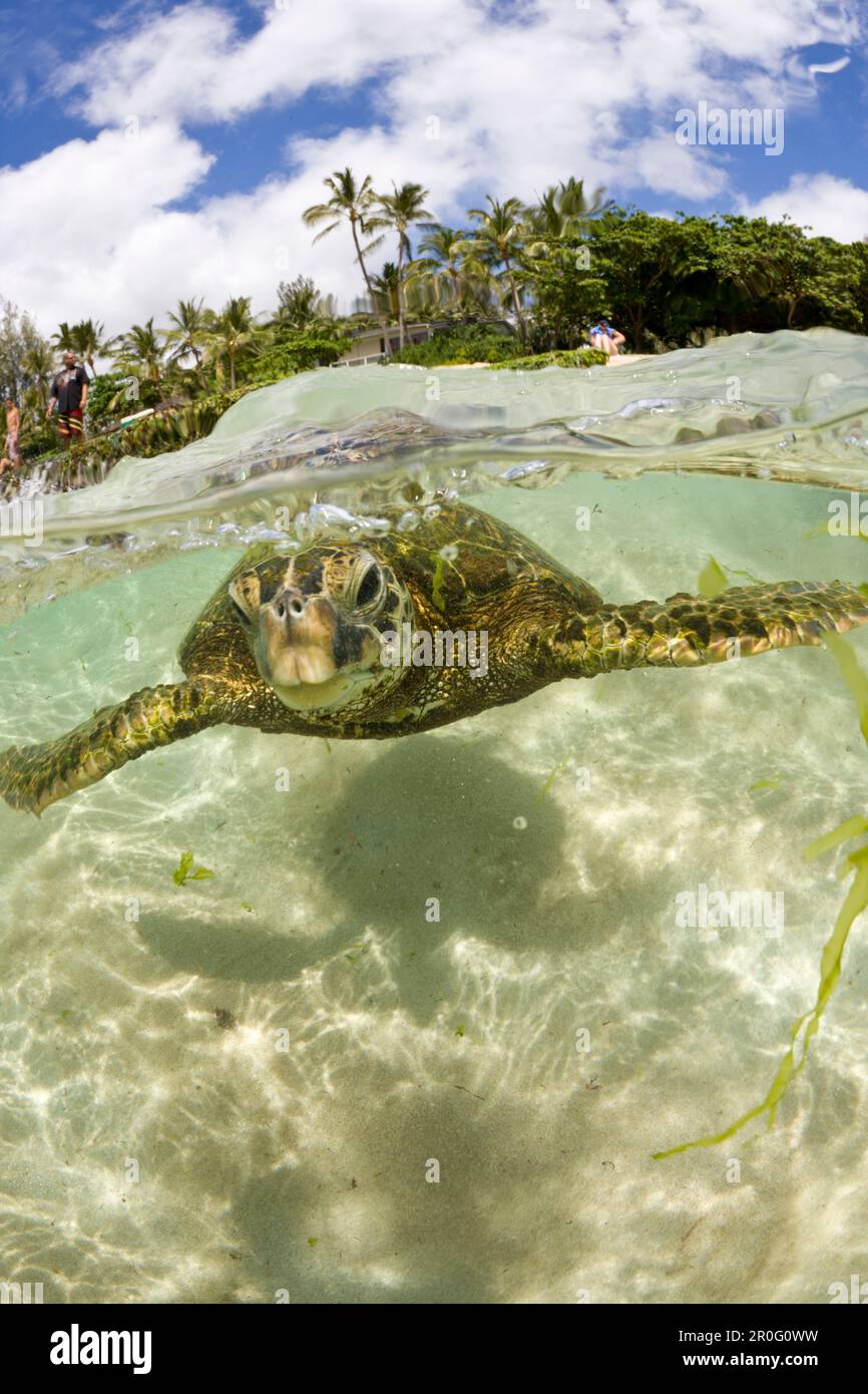 Turtle journeys hi-res stock photography and images - Alamy