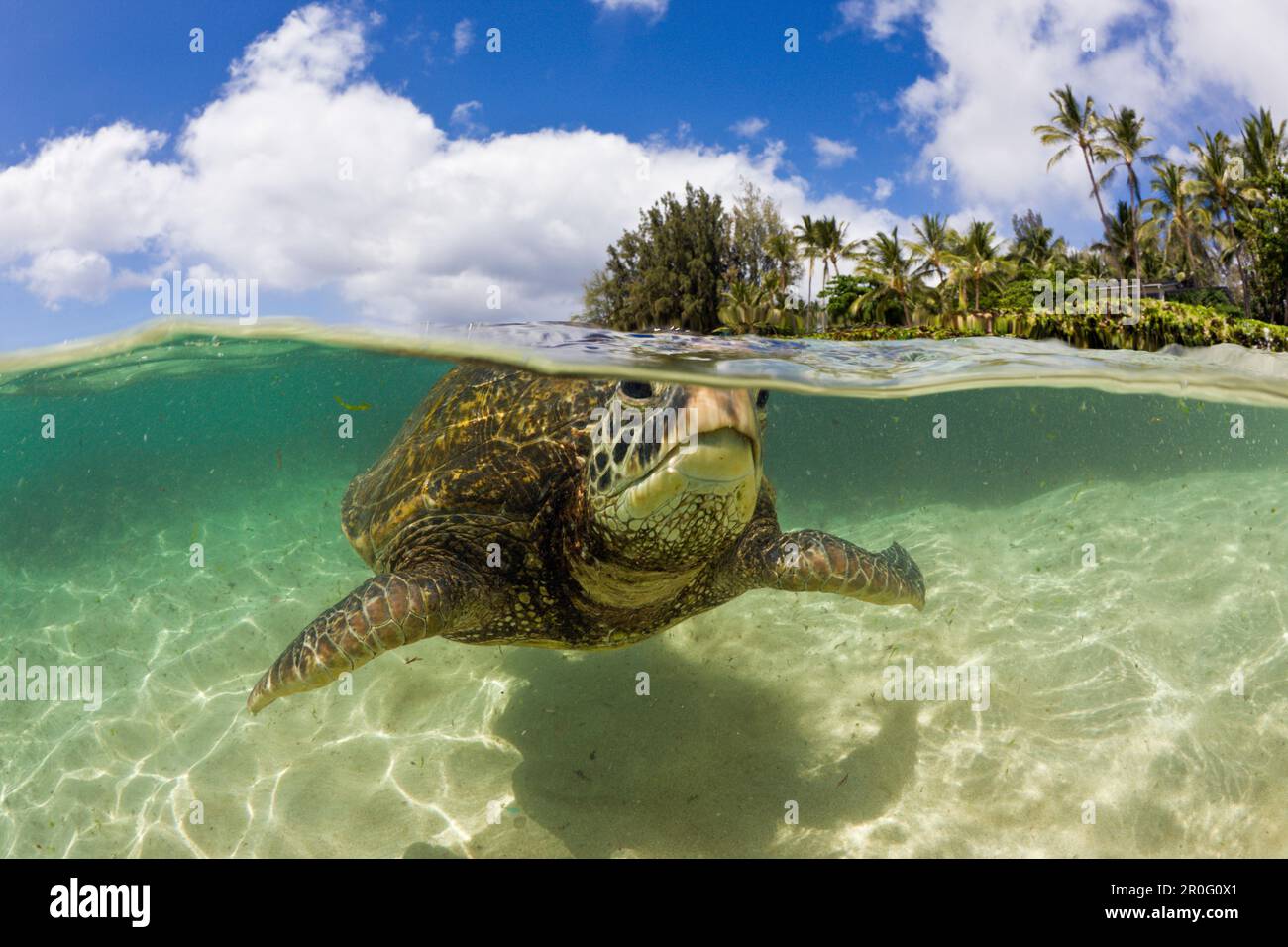 Turtle journeys hi-res stock photography and images - Alamy