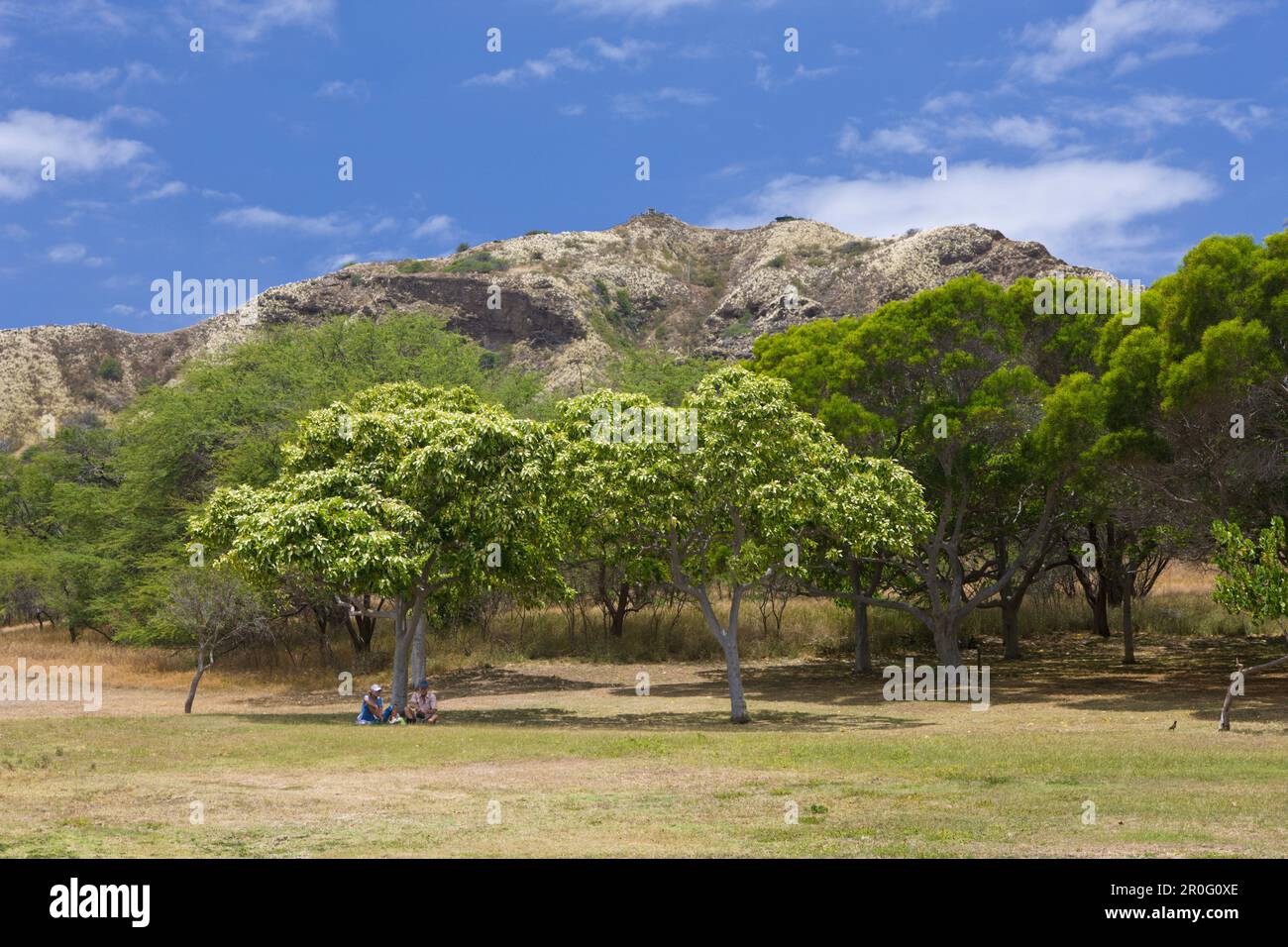 Vegetation at Diamond Head Volcanic Crater, Oahu, Pacific Ocean, Hawaii ... Vegetation at Diamond Head Volcanic Crater, Oahu, Pacific Ocean, Hawaii ...
