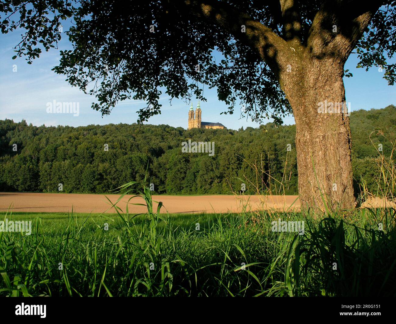 Tree on a meadow, in the distance the Basilica ot the Fourteen Holy ...