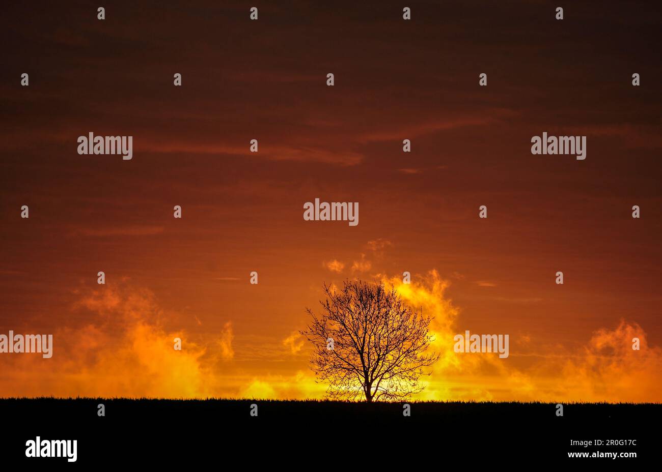 Sunrise with tree silhouette Stock Photo - Alamy