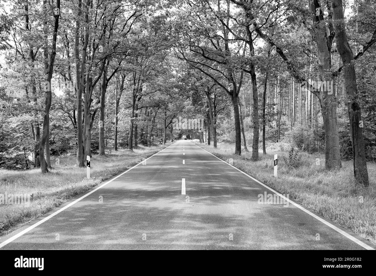 Asphalt road roadway through summer forest trees Stock Photo - Alamy