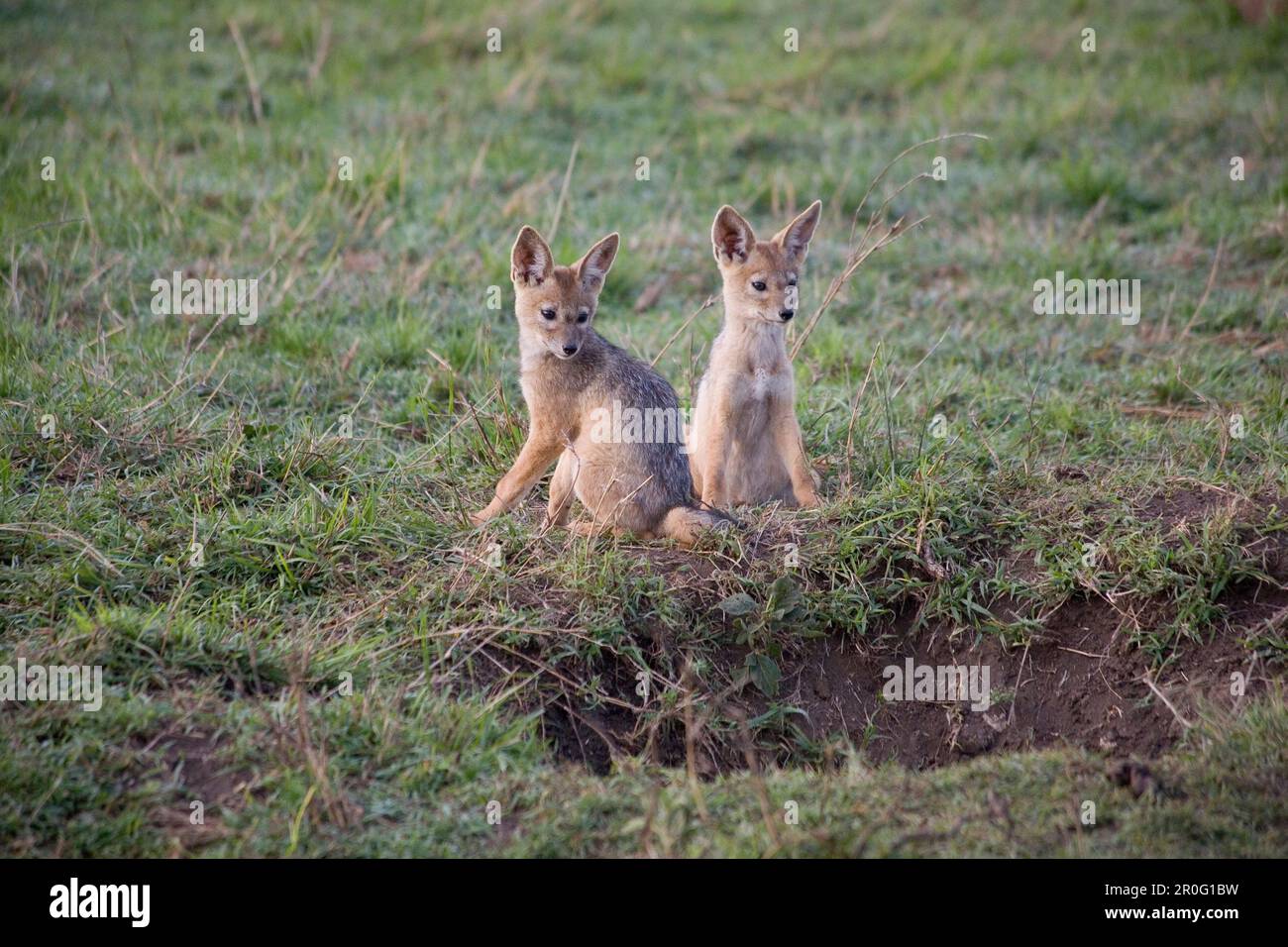 Two young jackals in front of their den in Masai Mara, nature reserve ...