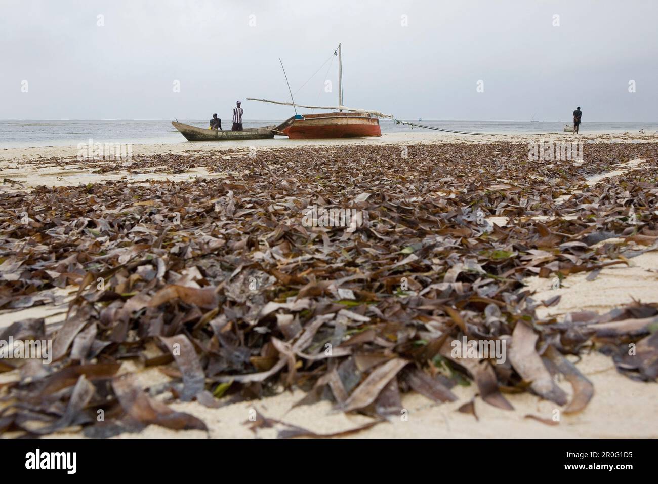 Seaweed and boats at Shanzu Beach, Mombasa, Kenya, Africa Stock Photo ...