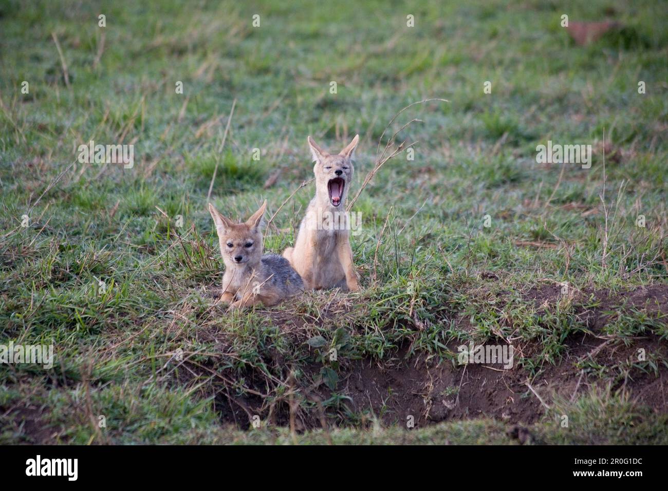 Two young jackals in front of their den in Masai Mara, nature reserve ...