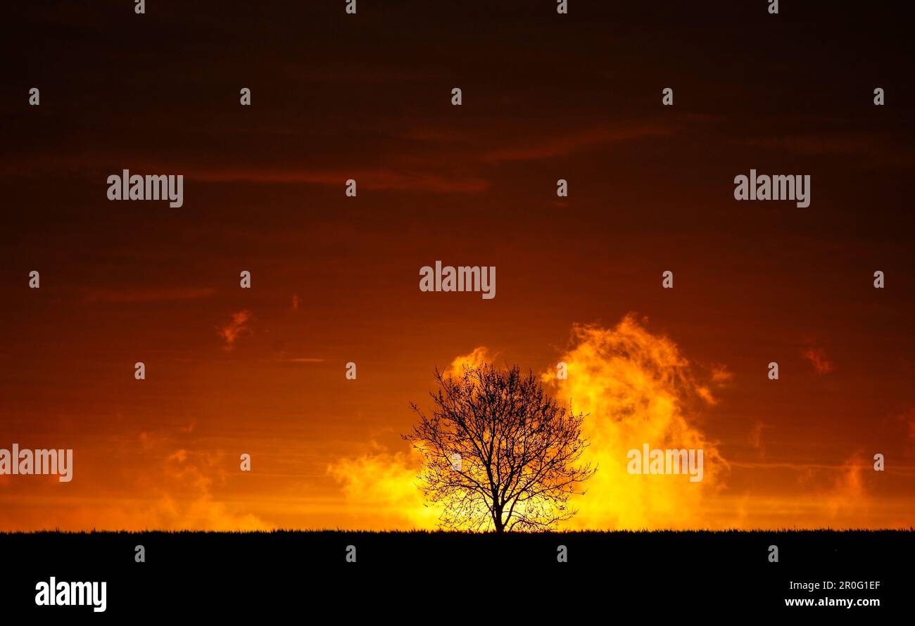 Sunrise with tree silhouette Stock Photo - Alamy