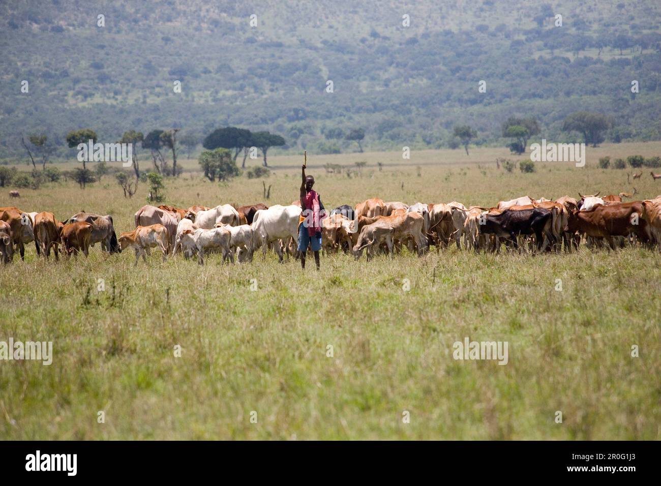 Young Massai man with cattle herd at the Masai Mara National Park ...