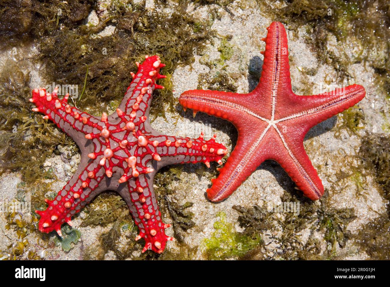 Close up view red starfishes hi-res stock photography and images - Alamy