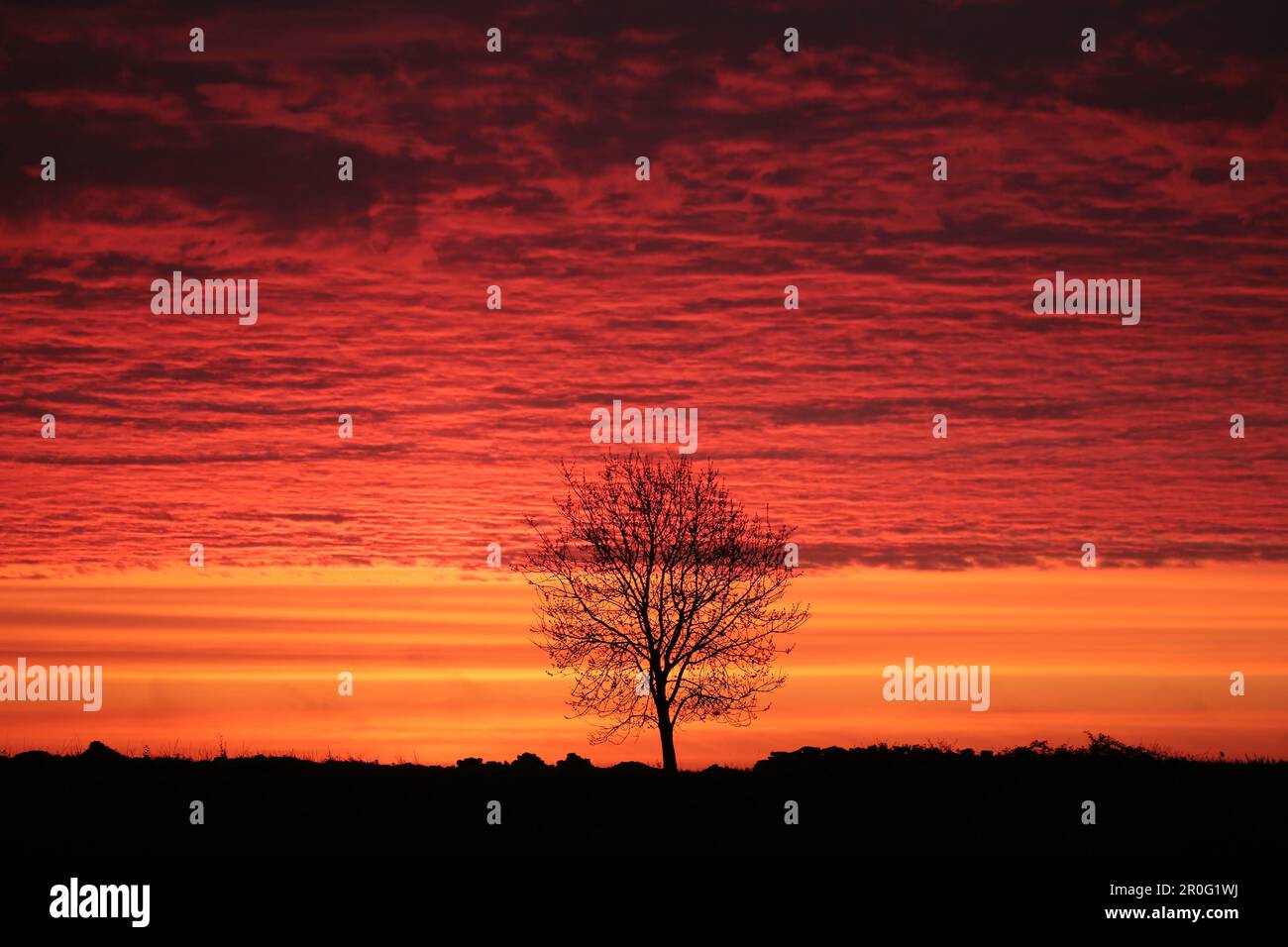 Sunrise with tree silhouette Stock Photo - Alamy