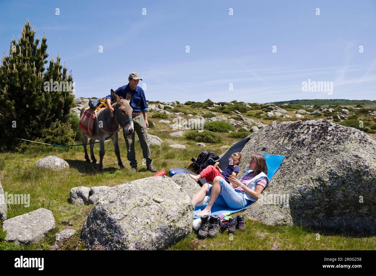 A rest during a family-hiking with a donkey in the Cevennes mountains ...