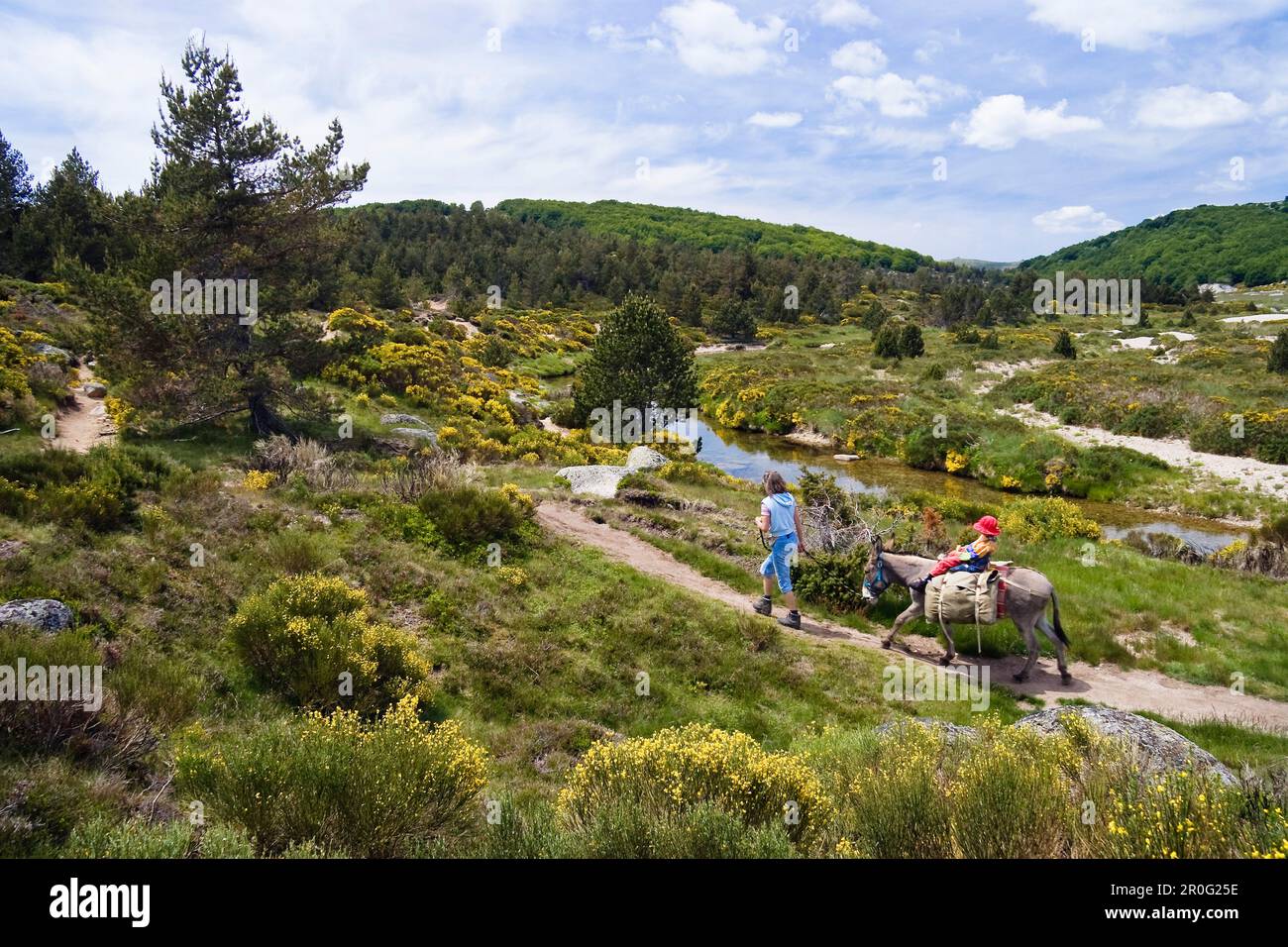 Mother and daughter are family-hiking with a donkey in the Cevennes ...