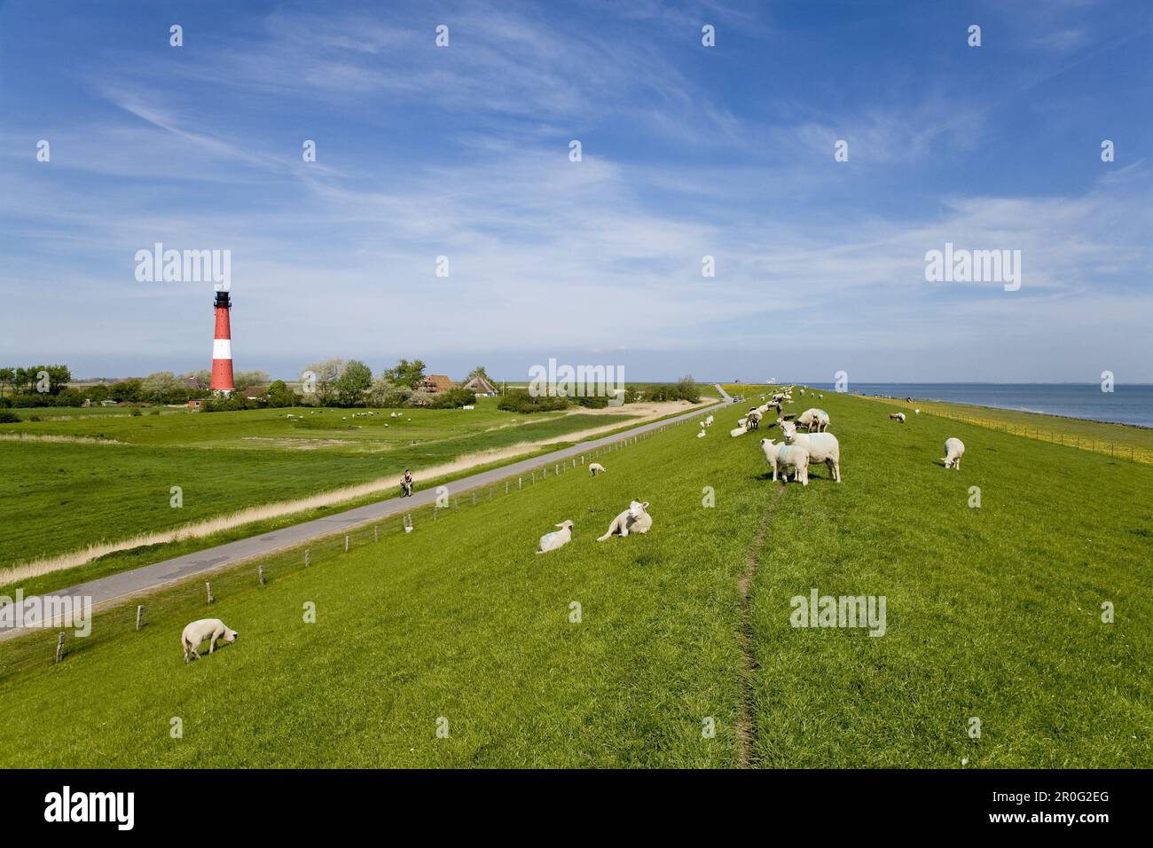 Sheep on a dike, lighthouse in background, Pellworm island, Schleswig ...