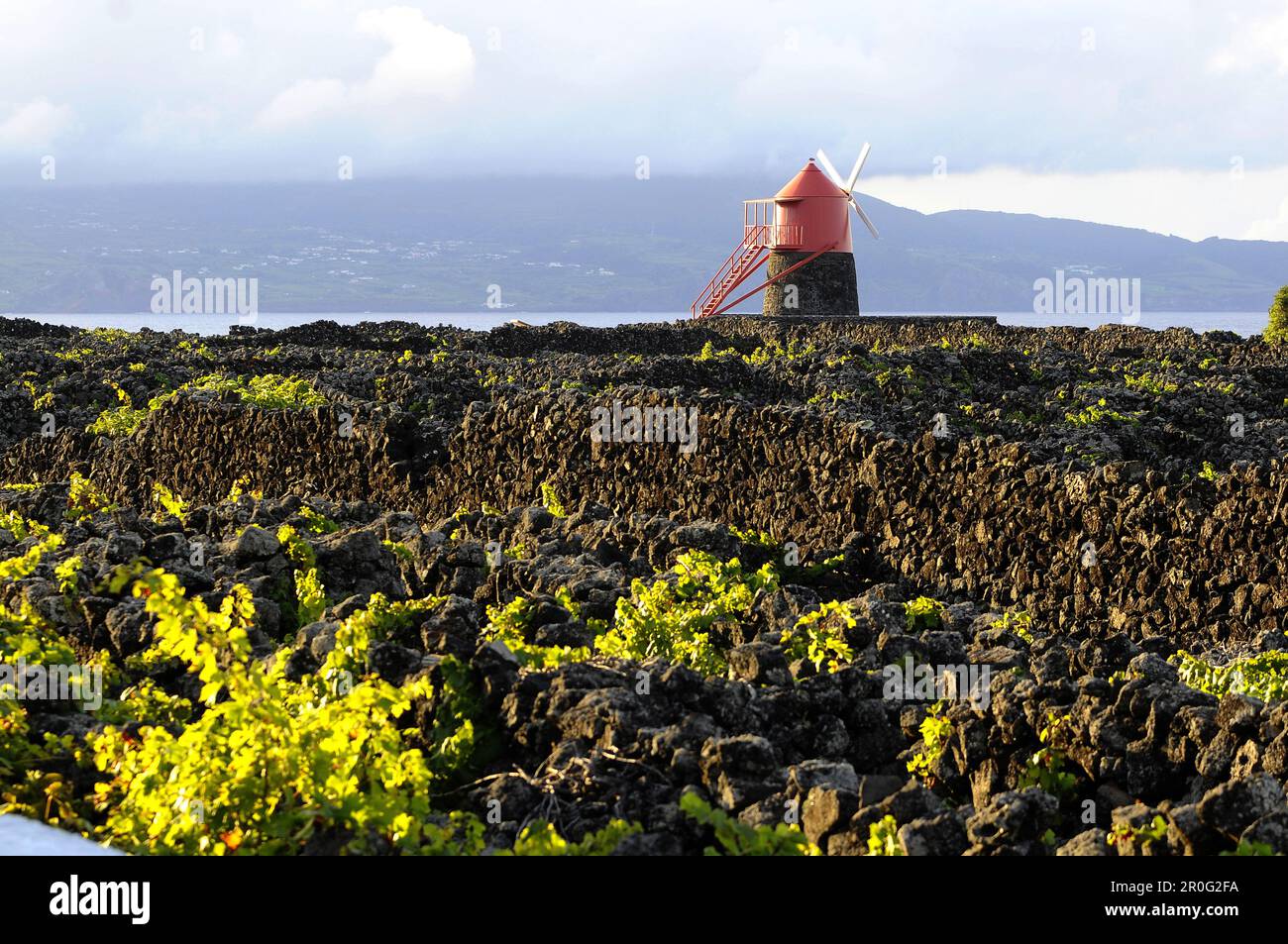 Vineyard on the coast, Pico Island, Azores, Portugal Stock Photo - Alamy
