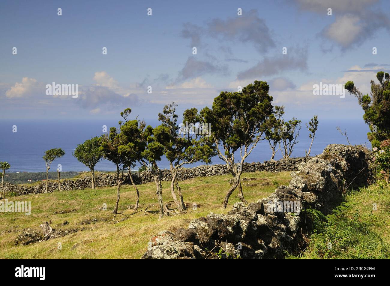 Landscape beneath the Vulcano, Pico Island, Azores, Portugal Stock ...