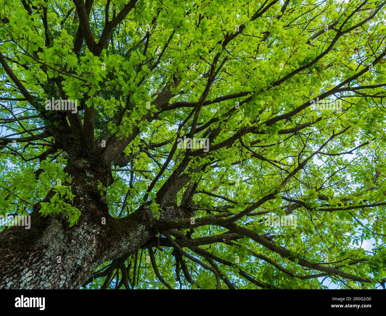 Transparent tree crown hi-res stock photography and images - Alamy