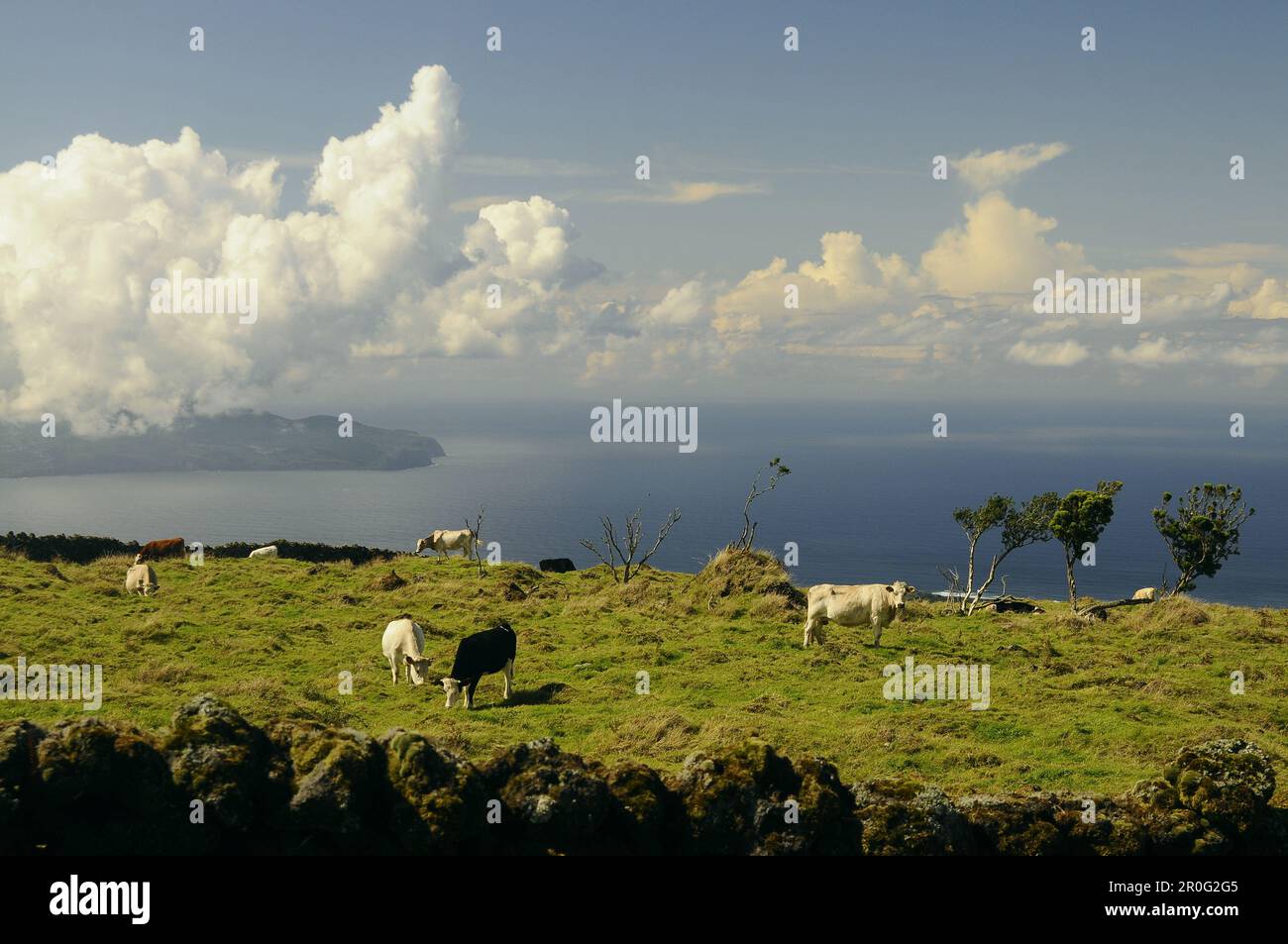 Landscape beneath the Vulcano, Pico Island, Azores, Portugal Stock ...