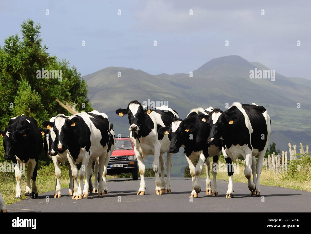 Cows on the eastern part of the Island of Sao Jorge, Azores, Portugal ...