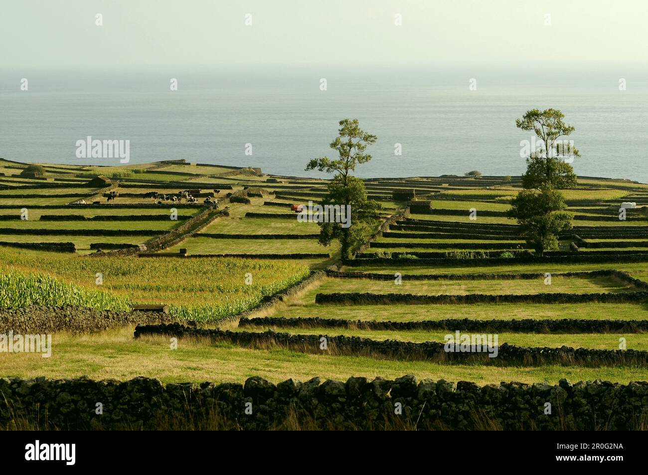 Cows and agricultural landscape, Terceira Island, Azores, Portugal ...
