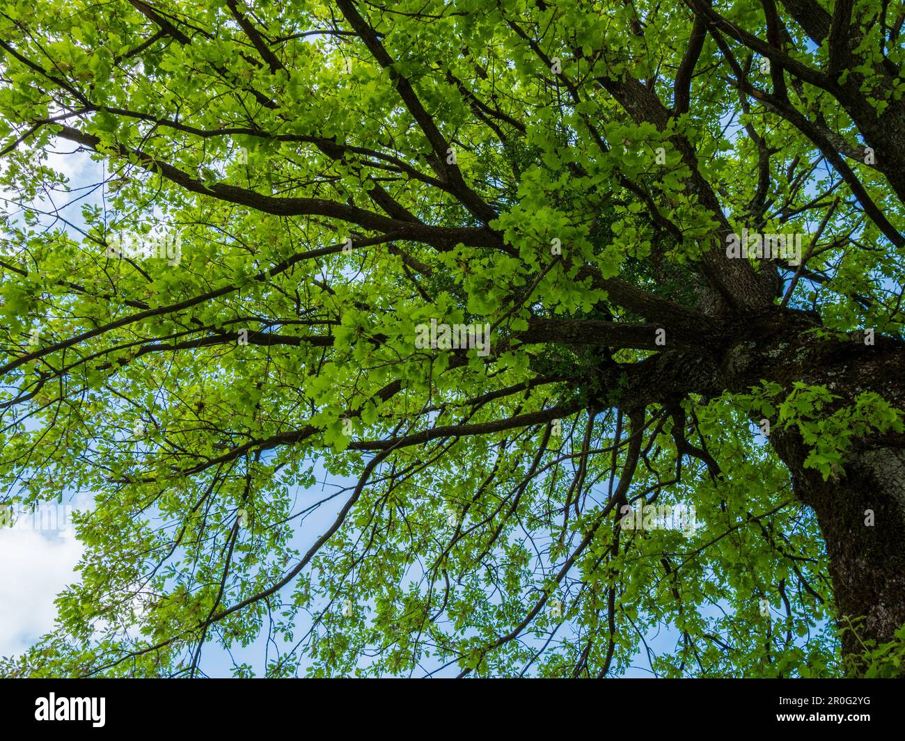 View under green leaves bright hi-res stock photography and images - Alamy