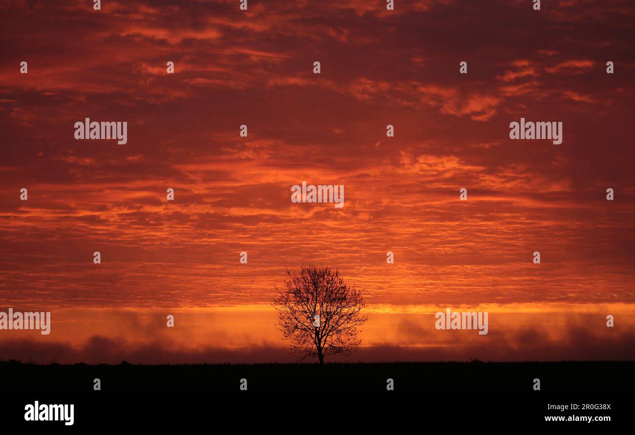 Sunrise with tree silhouette Stock Photo - Alamy