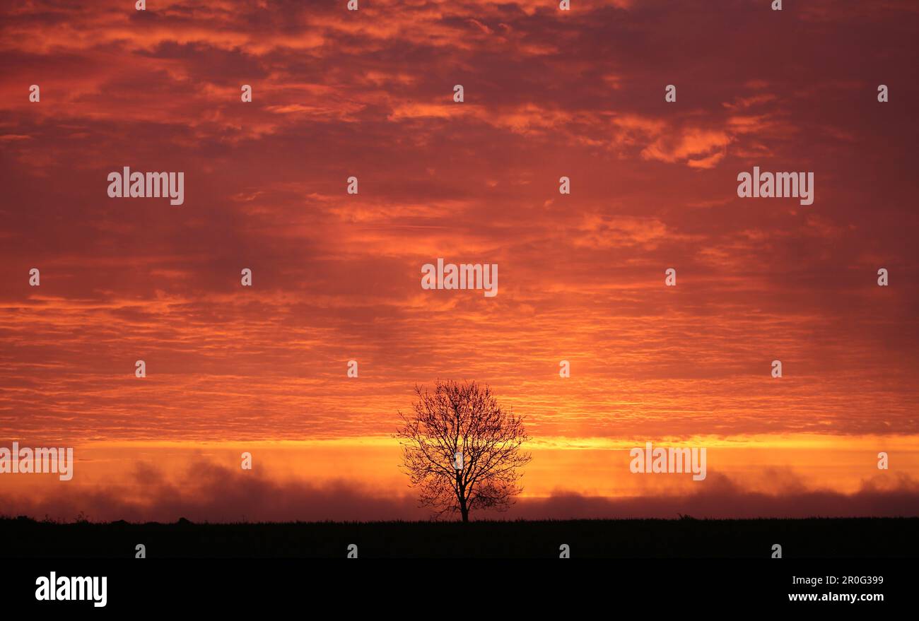 Sunrise with tree silhouette Stock Photo - Alamy
