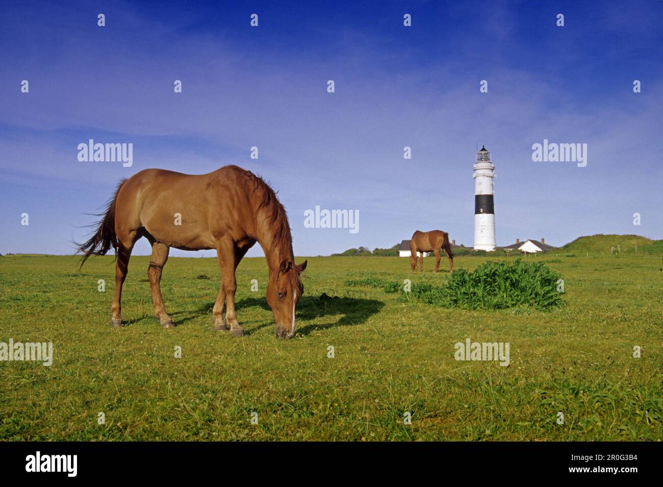 Horses grazing, lighthouse in background, Kampen, Sylt island ...