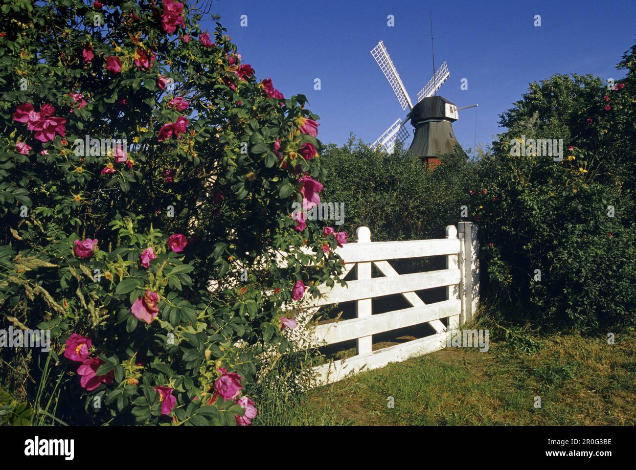 Dog roses and windmill under blue sky, Amrum island, North Friesland ...