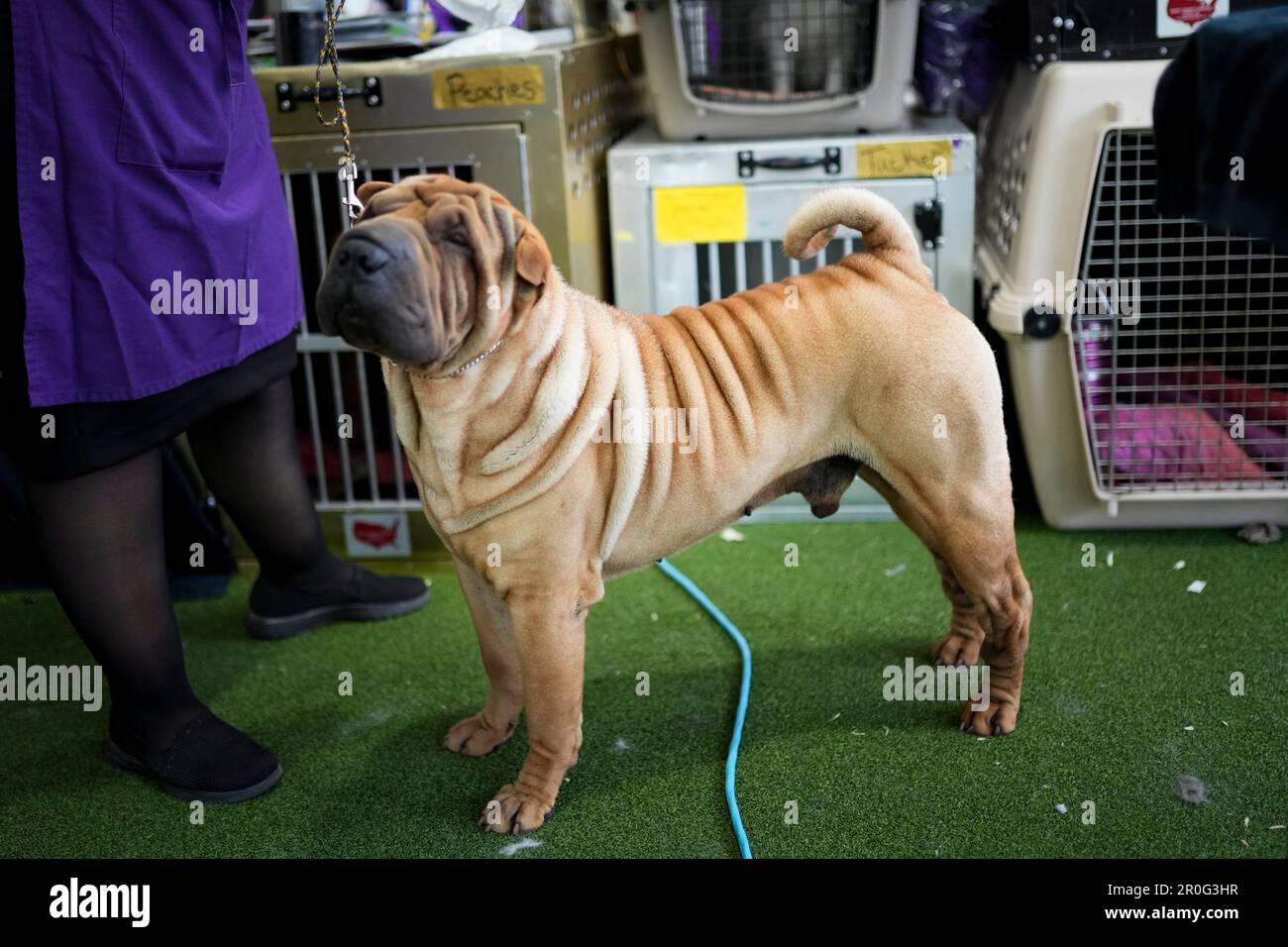 A Shar Pei stands in the kenneling area during the 147th Westminster ...