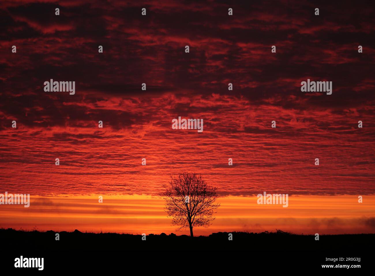 Sunrise with tree silhouette Stock Photo - Alamy