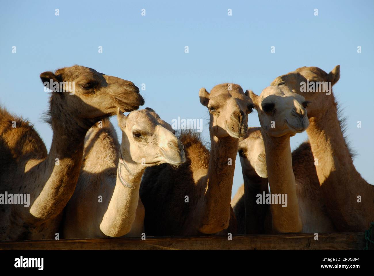 Group of camels united arab emirates hi-res stock photography and ...